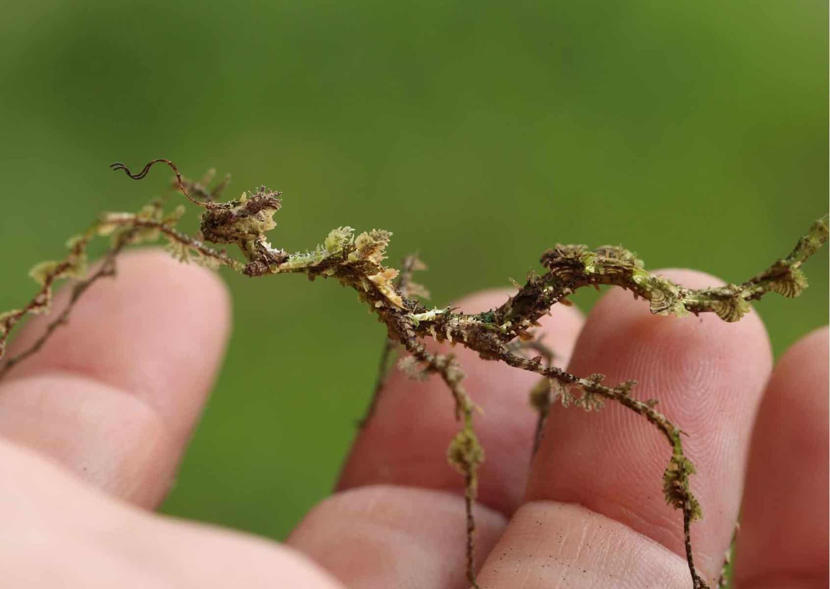 Stick Insect Behaviour Animalbehaviorcorner