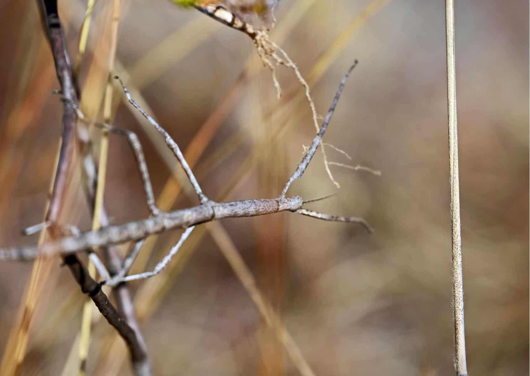 Stick Insect Behaviour Animalbehaviorcorner