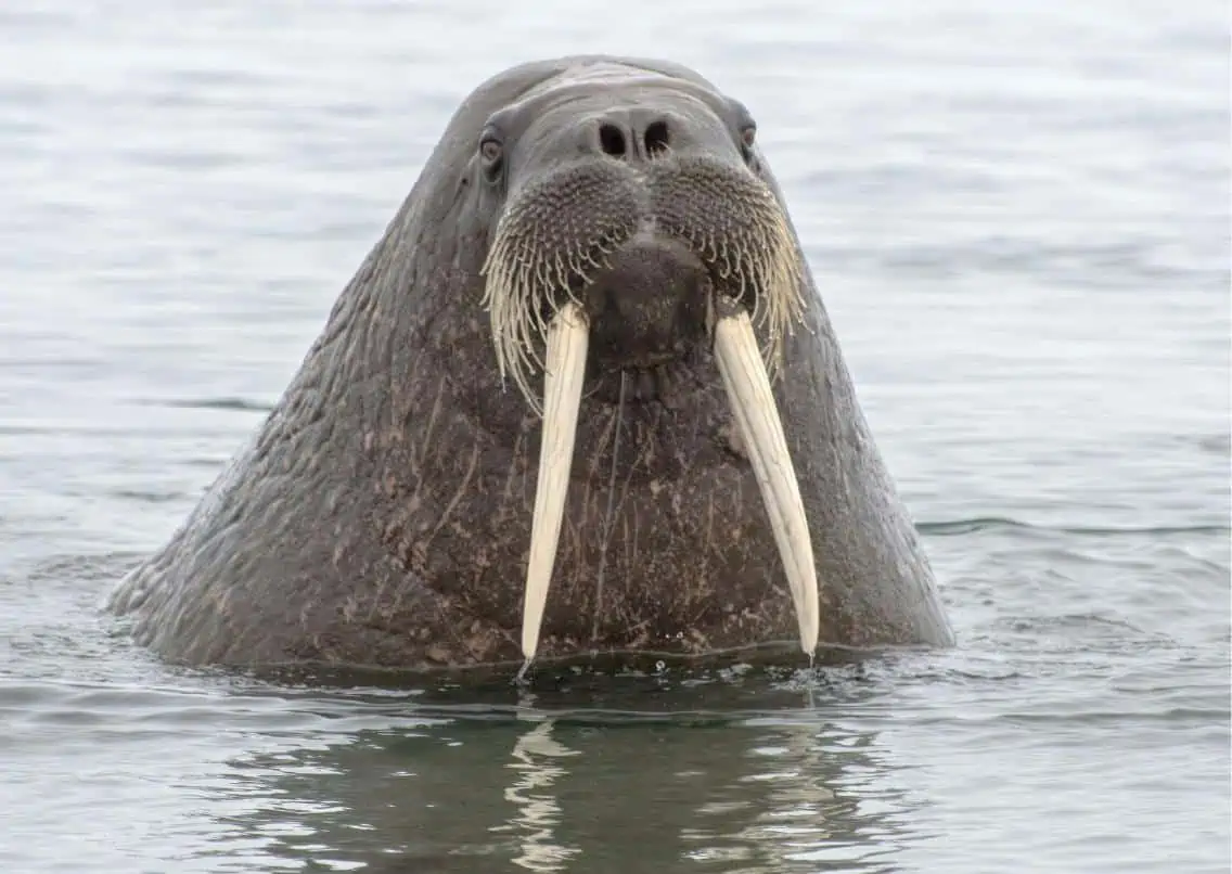 Walrus Behavior - AnimalBehaviorCorner