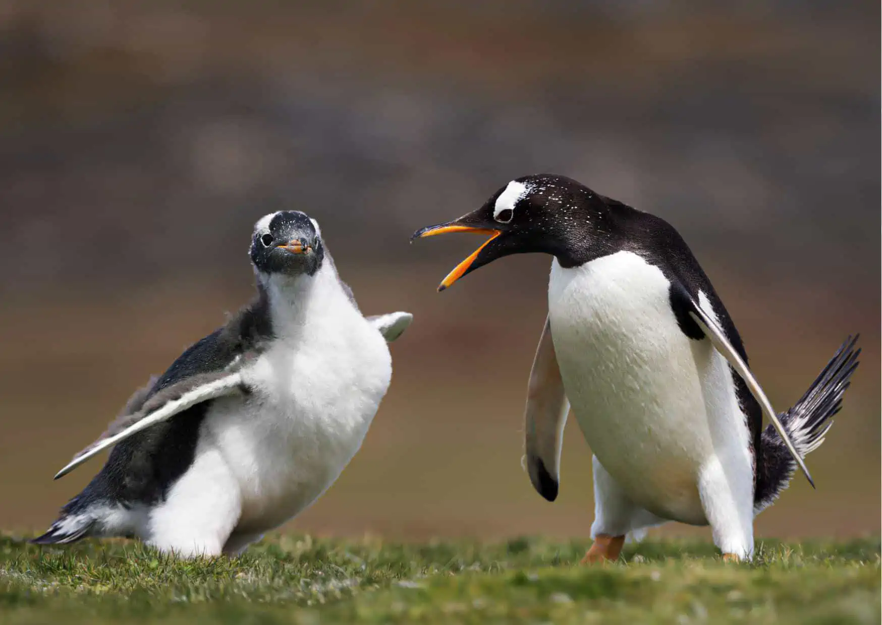 Weirdest Animal Behaviors - AnimalBehaviorCorner