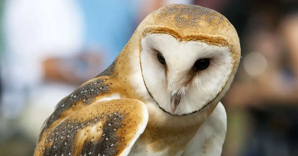 Barn Owl Habits - AnimalBehaviorCorner