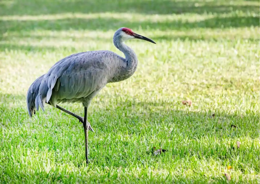 Crane Bird Behavior - AnimalBehaviorCorner