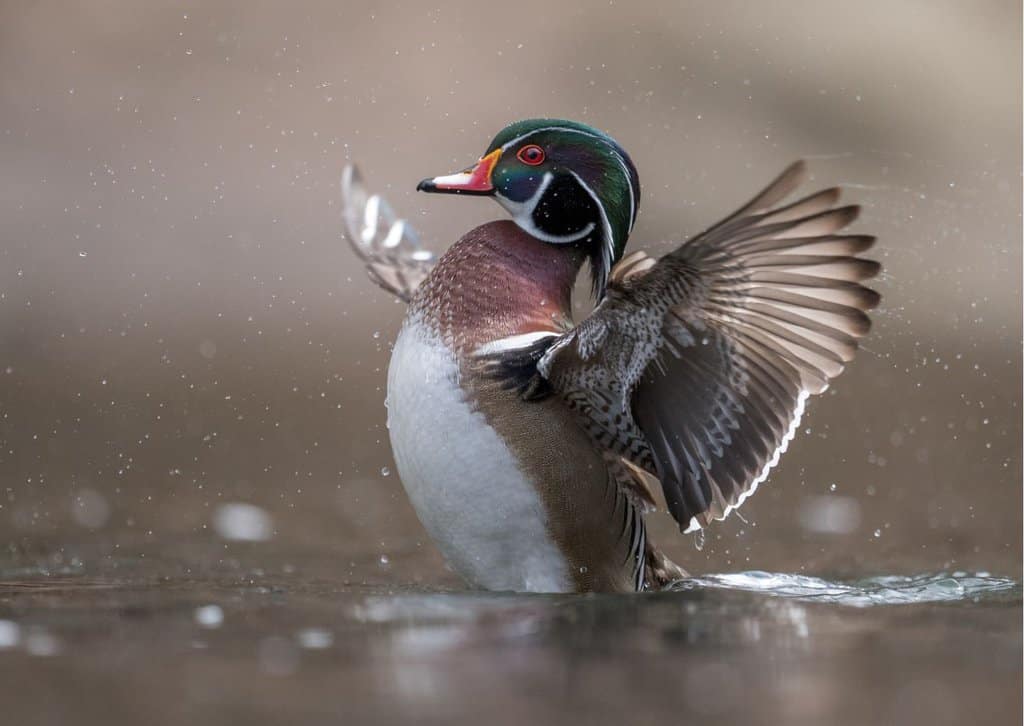 Ducks Behavior - AnimalBehaviorCorner
