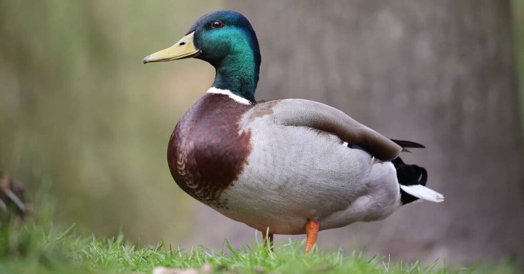 Ducks Behavior - AnimalBehaviorCorner
