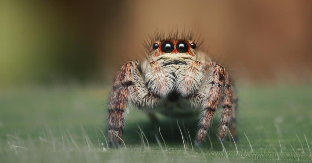Jumping Spider Behavior - AnimalBehaviorCorner