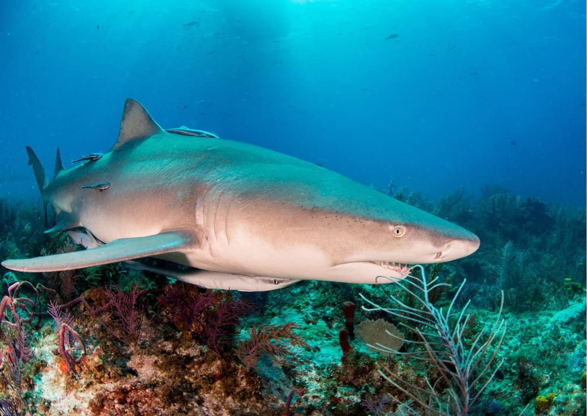 Wolf Behavior Animalbehaviorcorner