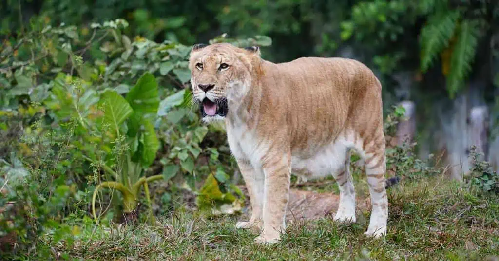 Liger Behavior - AnimalBehaviorCorner