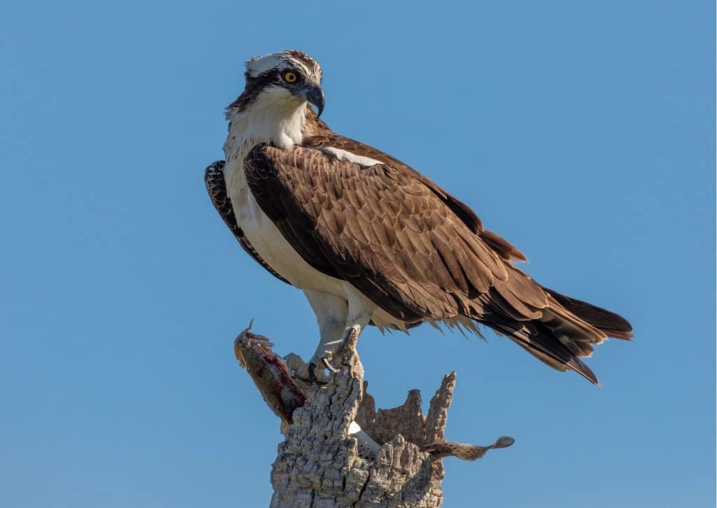 Osprey Behavior - AnimalBehaviorCorner