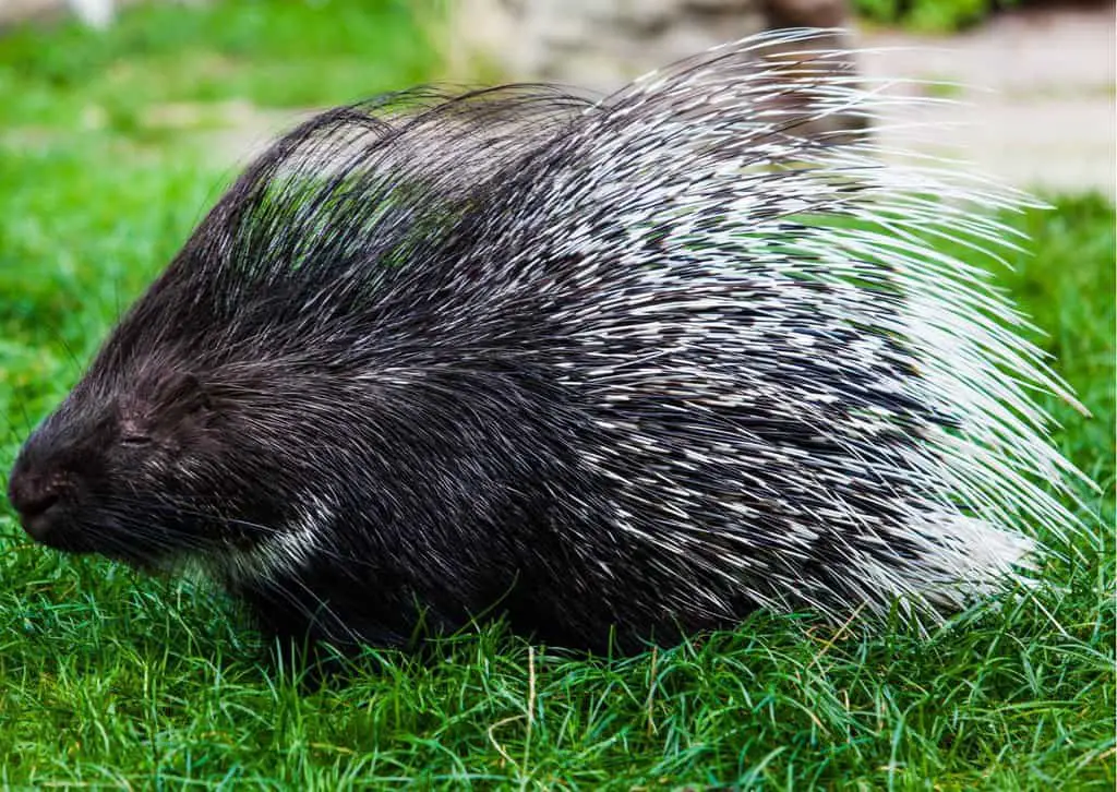Porcupine Behavior - AnimalBehaviorCorner