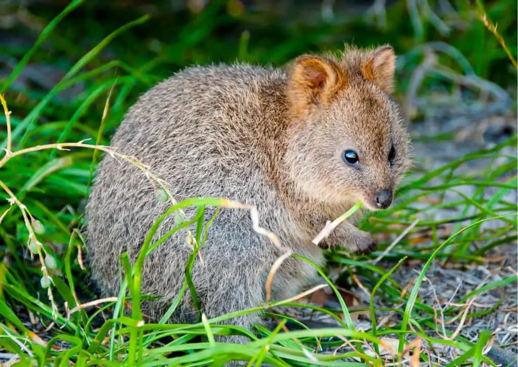 Quokka Behavior - AnimalBehaviorCorner