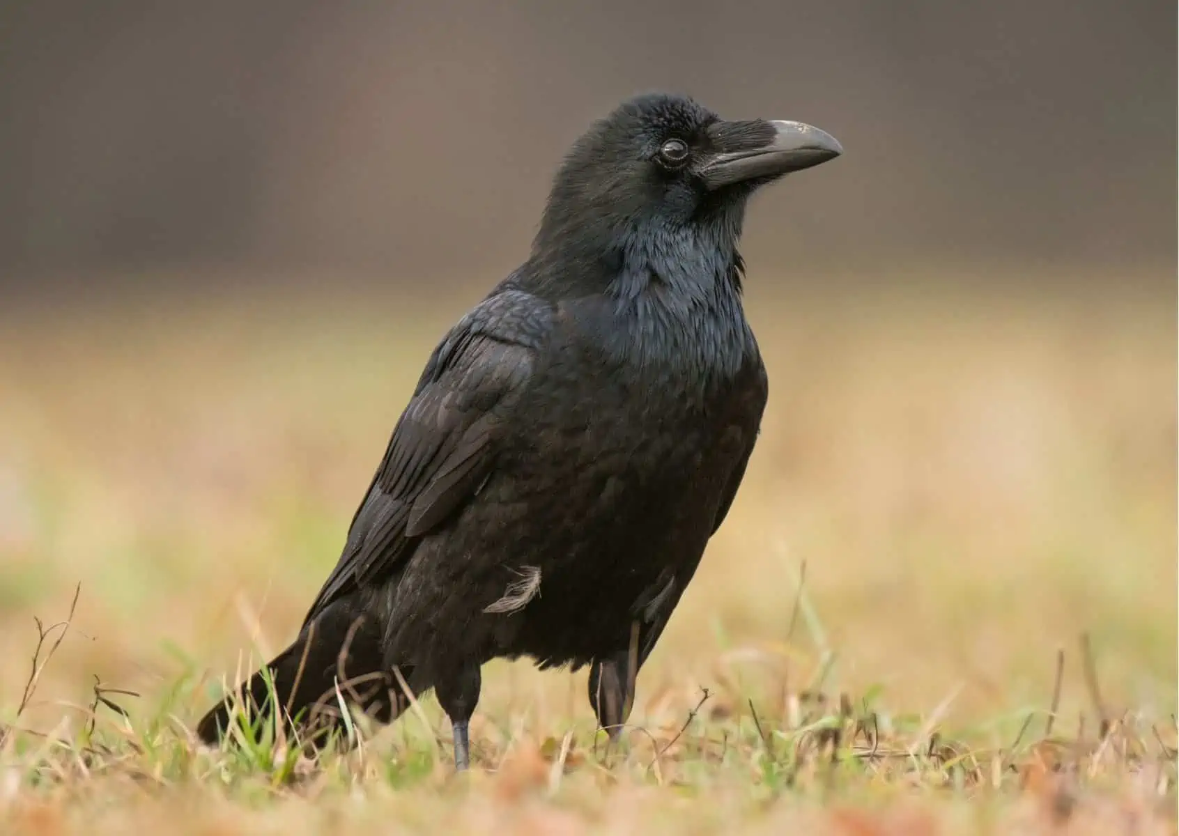Raven Behavior - AnimalBehaviorCorner
