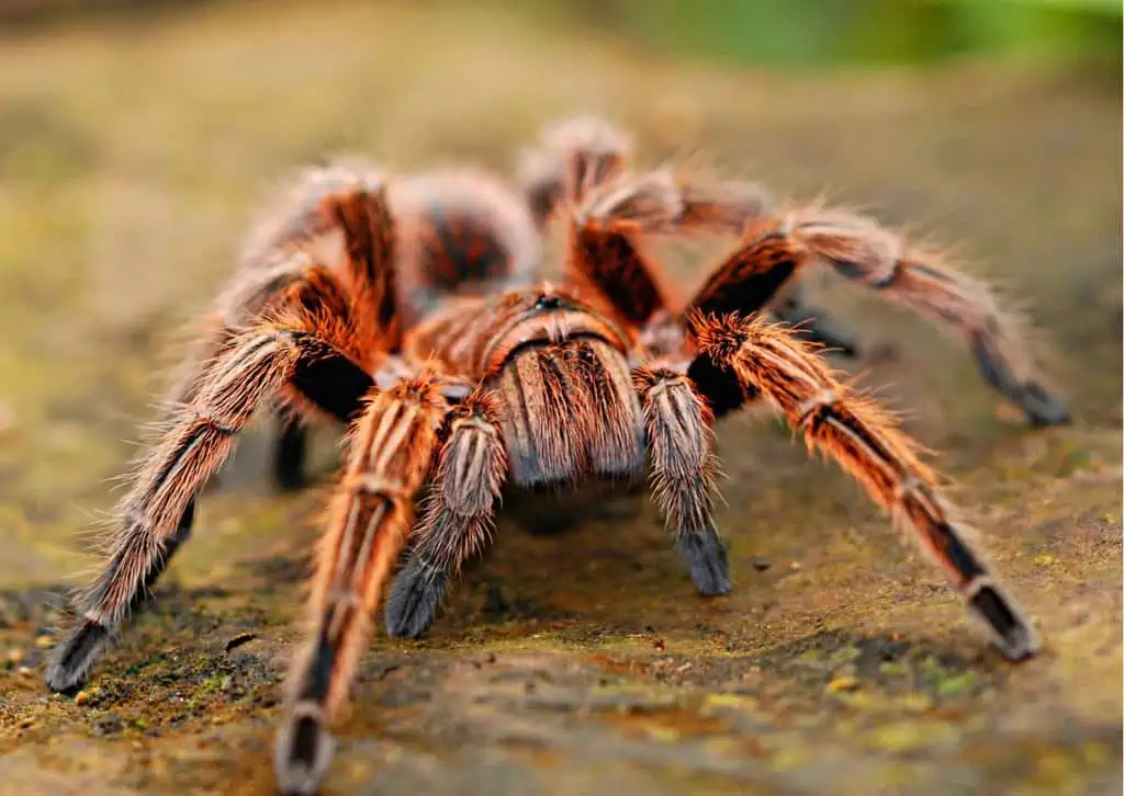 Tarantula Behavior - AnimalBehaviorCorner