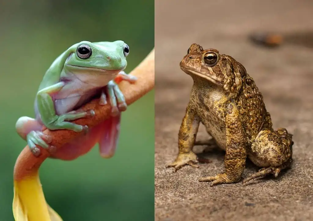 Toad and Frog Differences - AnimalBehaviorCorner