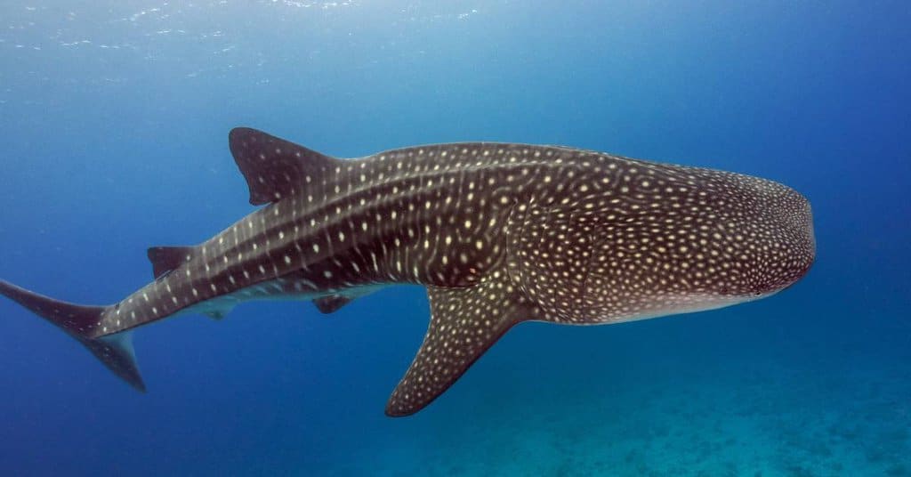 Whale Shark Behavior - AnimalBehaviorCorner
