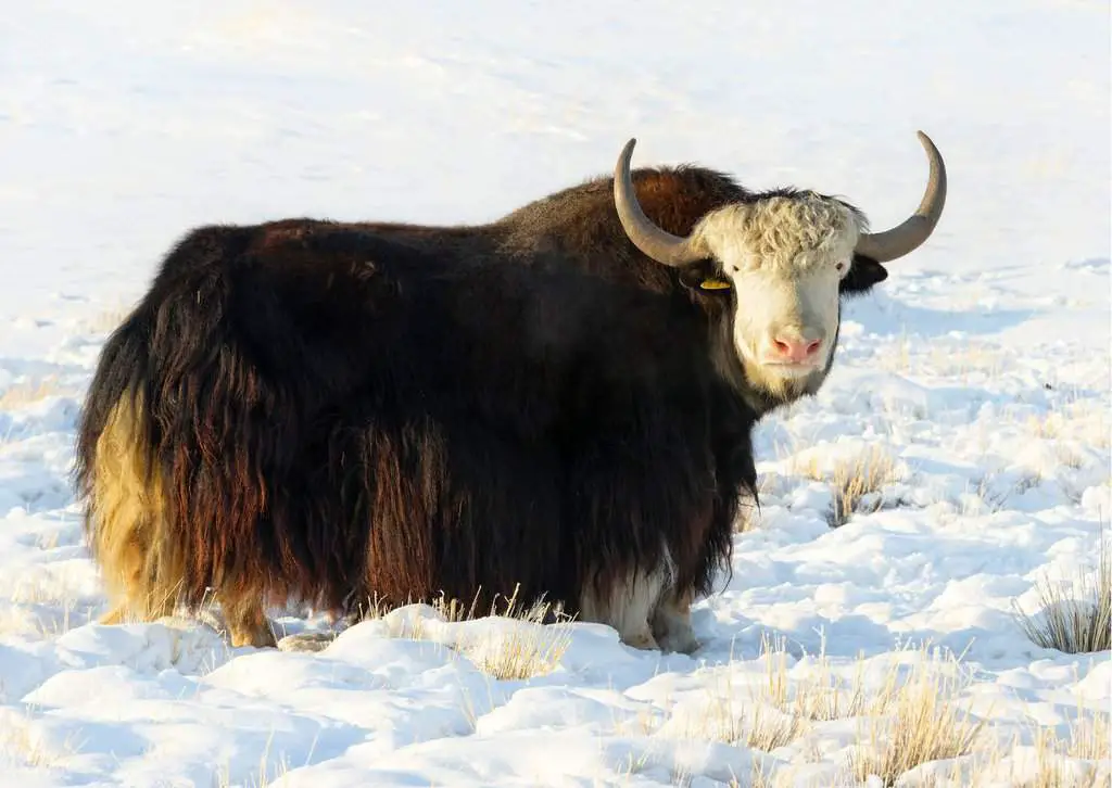 Yak Behavior - AnimalBehaviorCorner