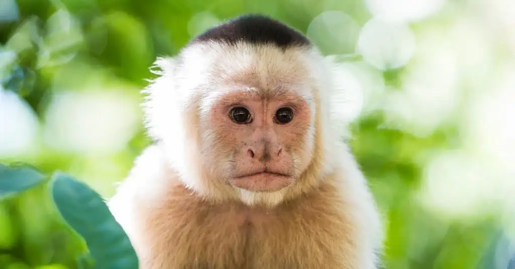 Capuchin Monkey Behavior - AnimalBehaviorCorner