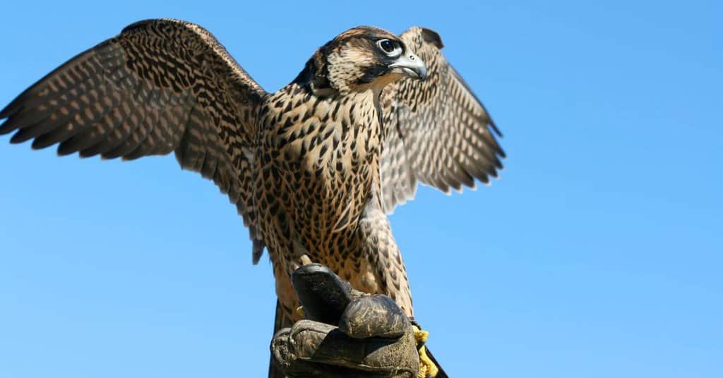 Falcon Behavior - AnimalBehaviorCorner