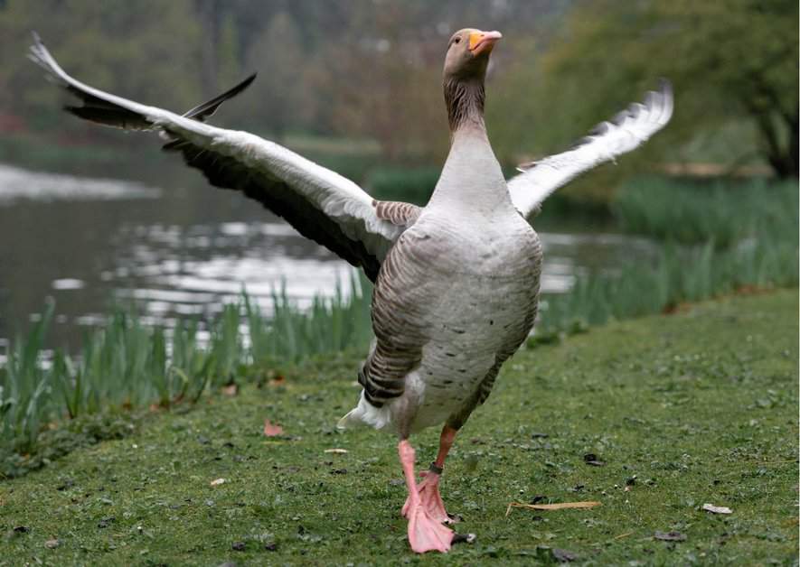 Geese Behavior - AnimalBehaviorCorner