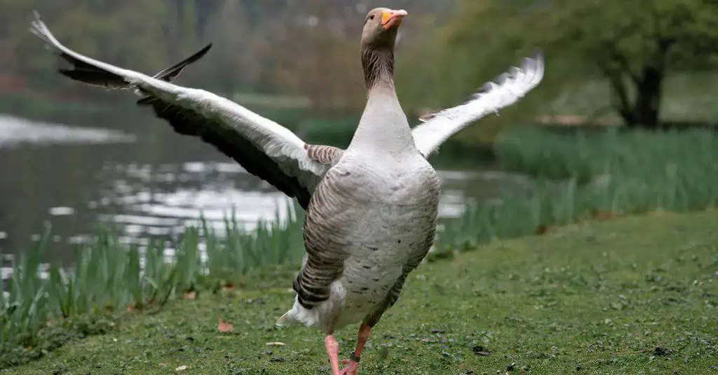 Geese Behavior - AnimalBehaviorCorner