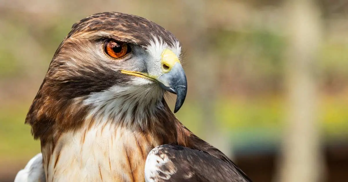 Hawk Behavior - AnimalBehaviorCorner