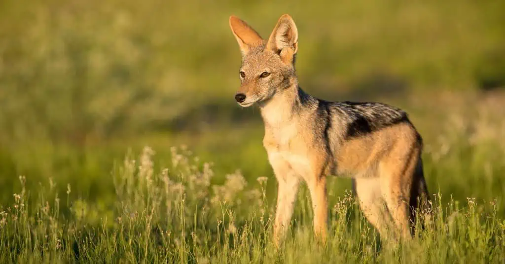Jackal Behavior - AnimalBehaviorCorner
