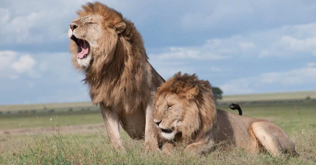 Lion Habits - AnimalBehaviorCorner