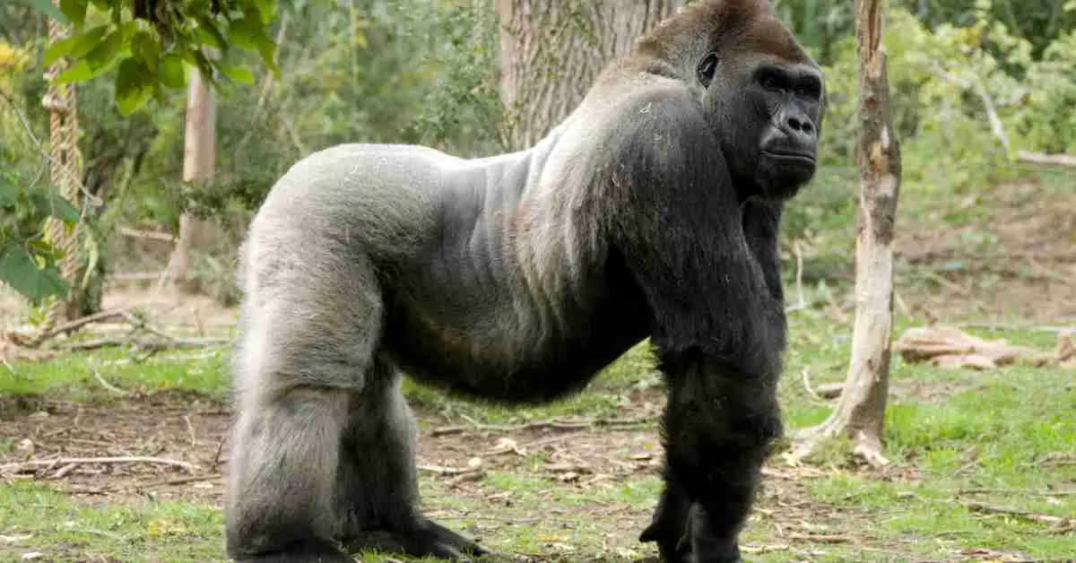 Silverback Gorilla Behavior - AnimalBehaviorCorner