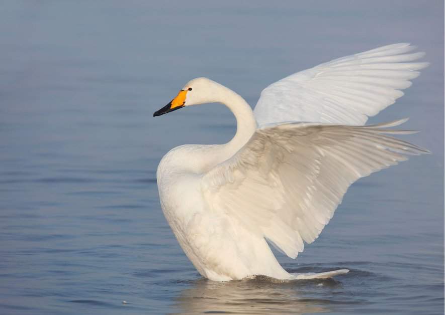 Swan Behavior - AnimalBehaviorCorner