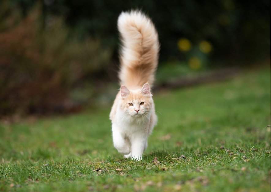 Decoding Your Cat's Tail Language - AnimalBehaviorCorner