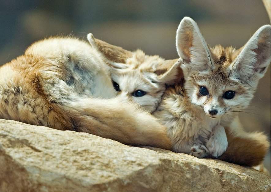Fennec Fox Facts Animalbehaviorcorner