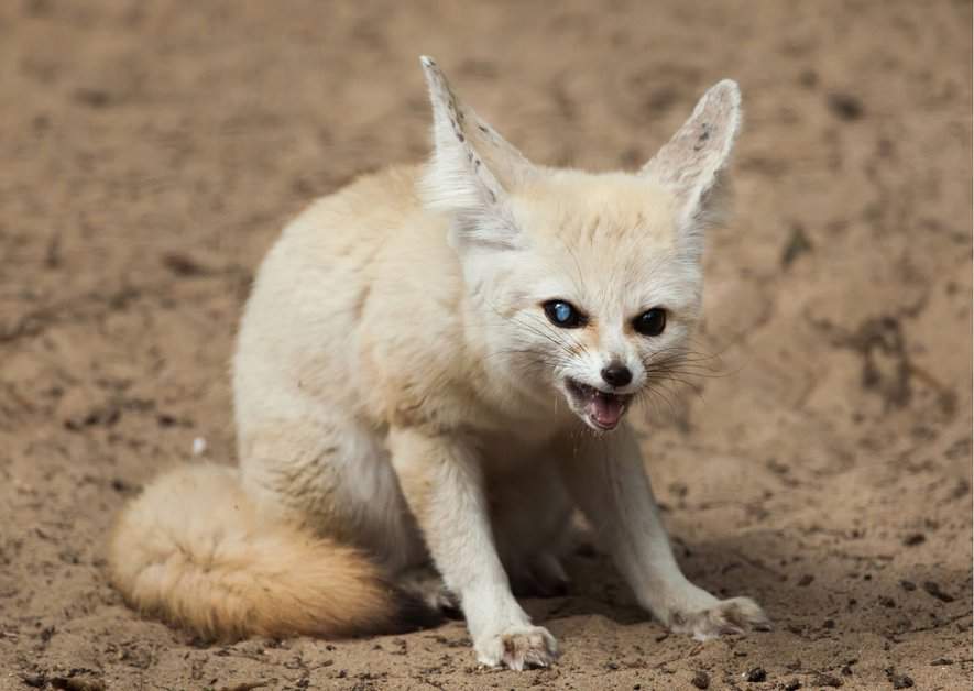 Fennec Fox Facts Animalbehaviorcorner