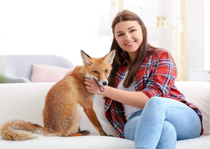 Do Foxes Make Good Pets? - AnimalBehaviorCorner