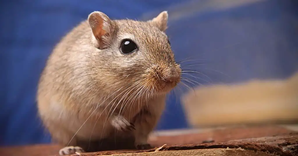 Gerbil Behavior - AnimalBehaviorCorner