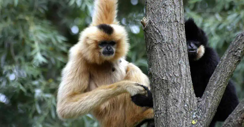 Gibbon Behavior - AnimalBehaviorCorner