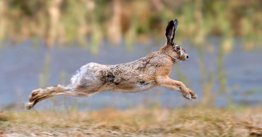 Hare Behavior - AnimalBehaviorCorner