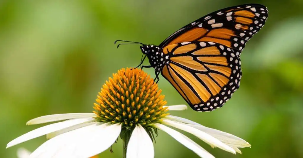 Monarch Butterfly Behavior - AnimalBehaviorCorner