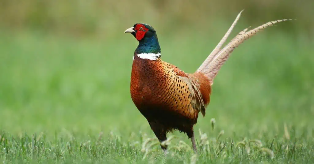 Pheasant Behavior - AnimalBehaviorCorner