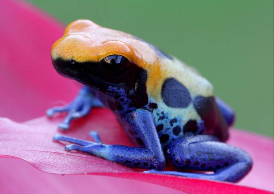 Poison Dart Frog Behavior - AnimalBehaviorCorner
