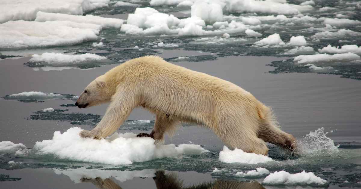 Polar Bear in Climate Change - AnimalBehaviorCorner