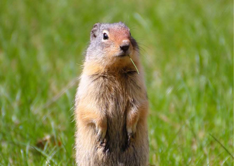 Prairie Dog Habits - AnimalBehaviorCorner