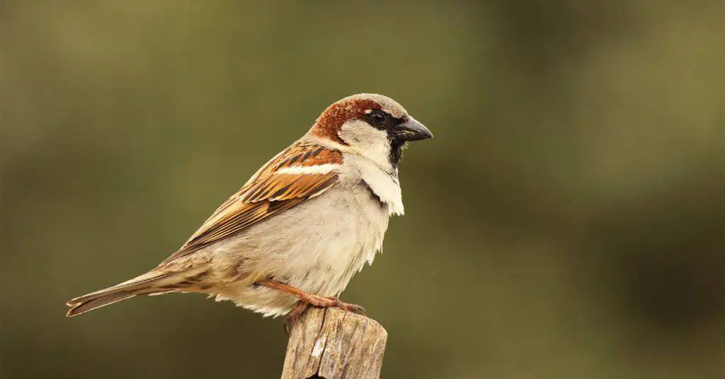 Sparrow Behavior - AnimalBehaviorCorner