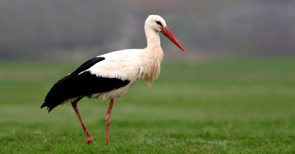 Stork Behavior - AnimalBehaviorCorner
