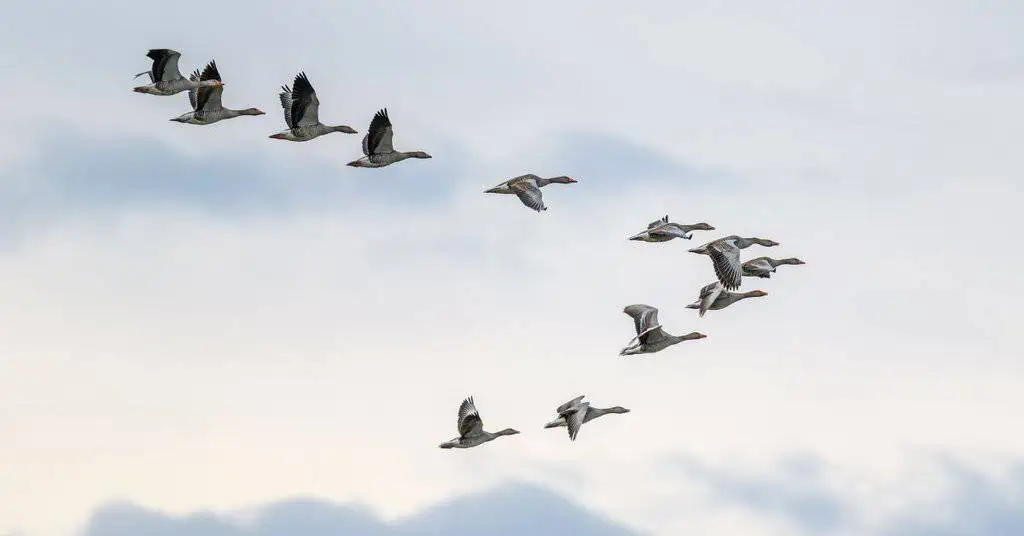 Why Do Birds Migrate? - AnimalBehaviorCorner