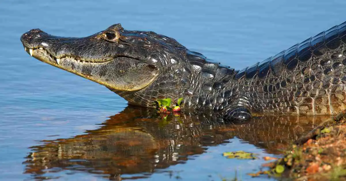 Caiman Animal Behavior - AnimalBehaviorCorner