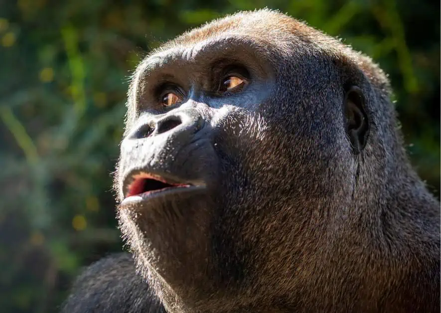 Can Animals Have Autism? - AnimalBehaviorCorner