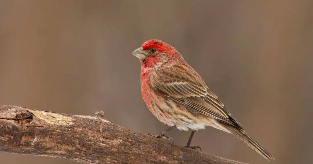 House Finch Behavior - AnimalBehaviorCorner