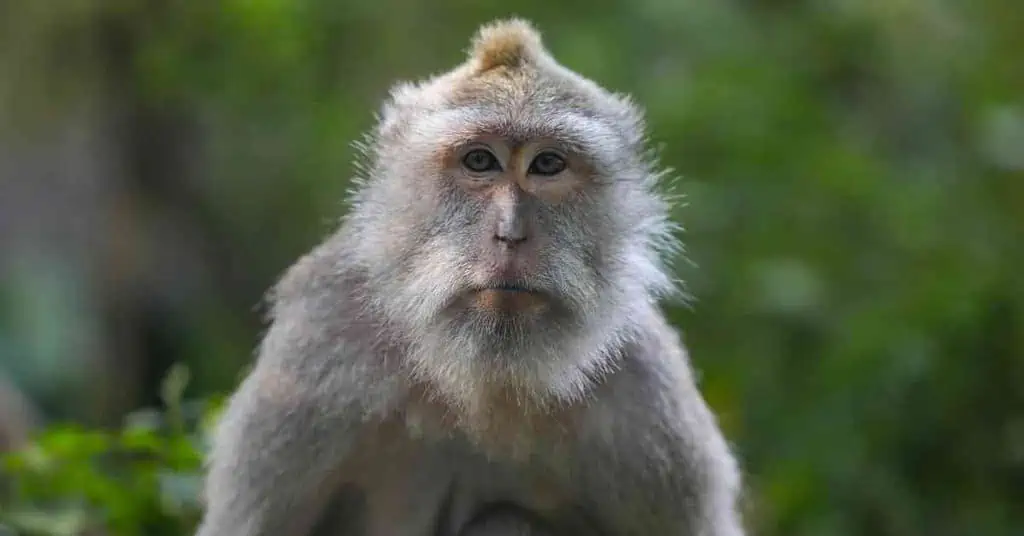 Macaque Behavior - AnimalBehaviorCorner
