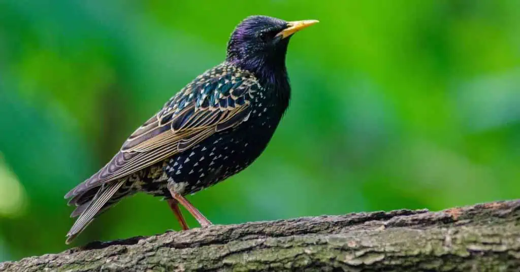 Starling Behavior - AnimalBehaviorCorner
