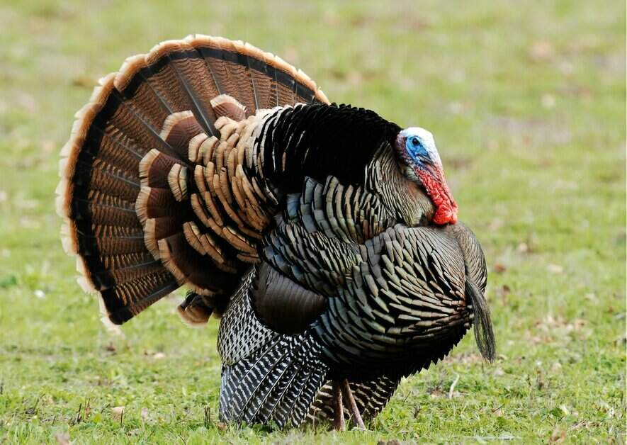 Turkey Fun Facts - AnimalBehaviorCorner