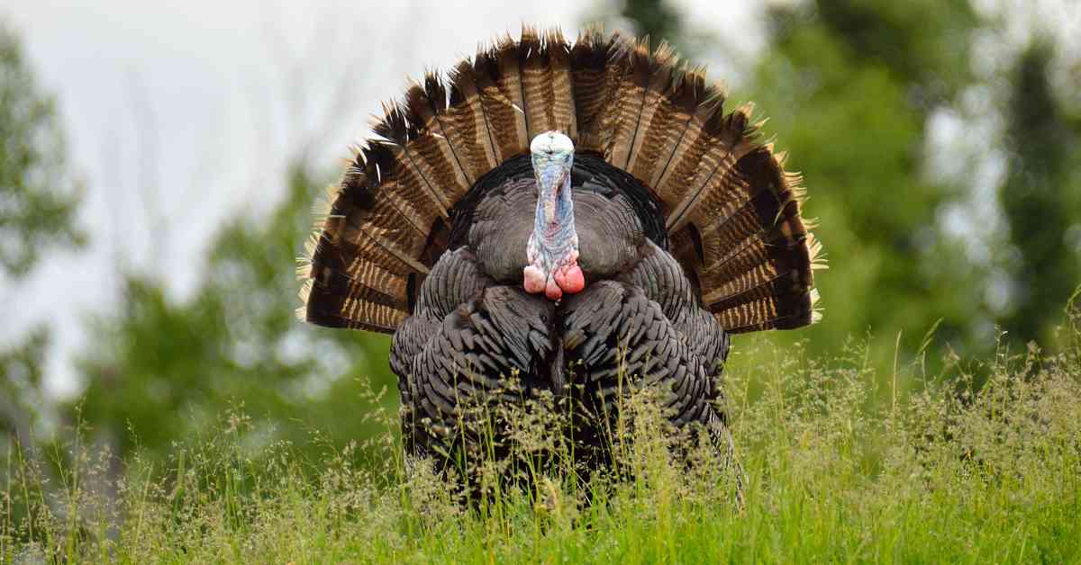 Turkey Fun Facts - AnimalBehaviorCorner